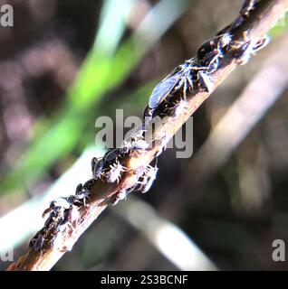 black willow aphid (Pterocomma smithiae Stock Photo - Alamy