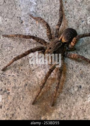 Fox Spiders (Alopecosa Stock Photo - Alamy