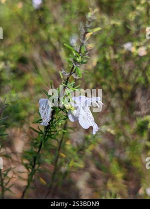 Largeflower False Rosemary (Conradina grandiflora Stock Photo - Alamy