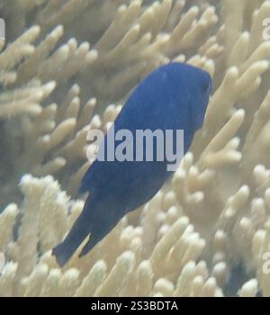 Black Damsel (Neoglyphidodon melas Stock Photo - Alamy