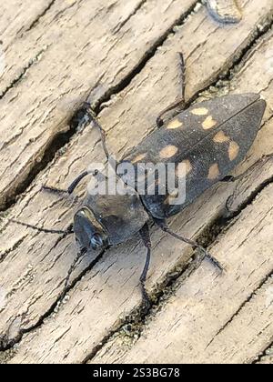 Charcoal Beetle (Melanophila consputa Stock Photo - Alamy