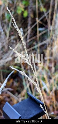 canadian bluejoint (Calamagrostis canadensis Stock Photo - Alamy