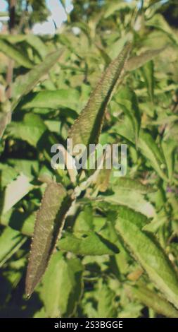 Whiteweed (Austroeupatorium inulifolium Stock Photo - Alamy