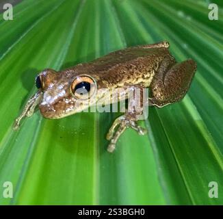 Snouted Tree Frogs (Scinax Stock Photo - Alamy