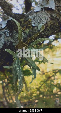 cartilage lichen (Ramalina celastri Stock Photo - Alamy