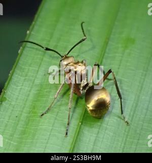 Pure Gold Spiny Sugar ant (Polyrhachis andromache Stock Photo - Alamy