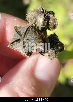 Saltmarsh mallow (Kosteletzkya pentacarpos Stock Photo - Alamy