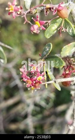 Splint Spike-Thorn (Gloveria integrifolia Stock Photo - Alamy