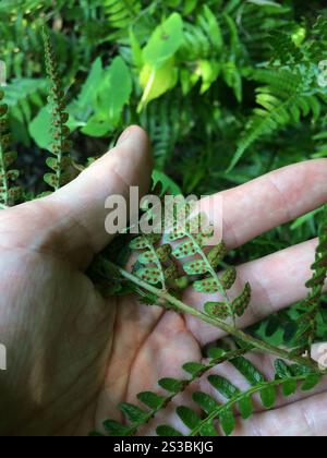 southern wood fern (Dryopteris ludoviciana Stock Photo - Alamy