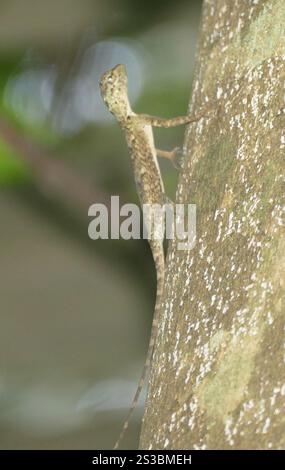 Sulawesi lined gliding lizard (Draco spilonotus) from Tangkoko National ...