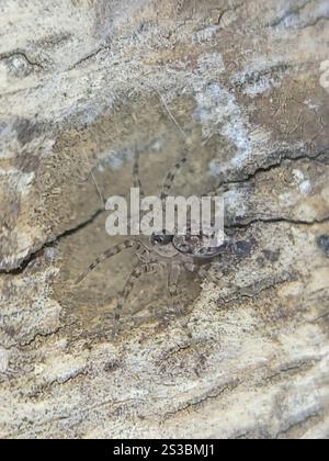 Wall Spiders (Oecobius Stock Photo - Alamy