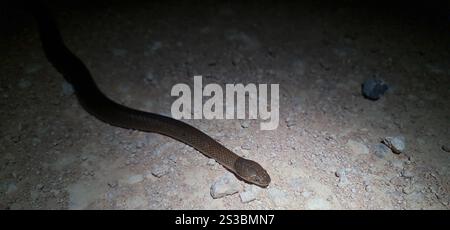 Curl Snake (Suta suta Stock Photo - Alamy