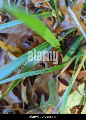 canadian bluejoint (Calamagrostis canadensis Stock Photo - Alamy