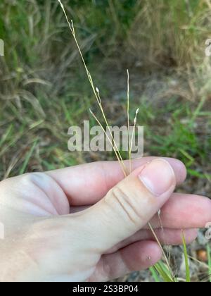Torpedo grass (Panicum repens Stock Photo - Alamy