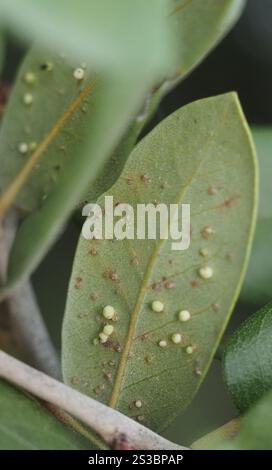 (Neuroterus saltatorius texanus Stock Photo - Alamy
