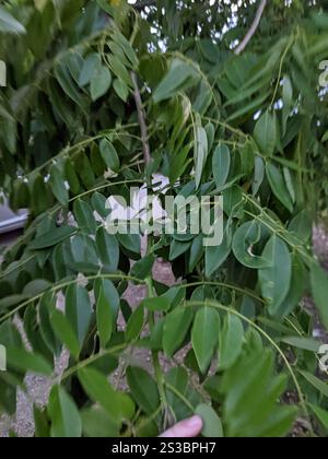 Fence Post Tree (Gliricidia sepium), Plantae, Moca, Dominican Republic ...