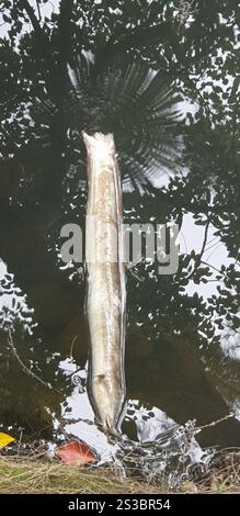Australian Long-finned Eel (Anguilla reinhardtii), Actinopterygii, Port ...