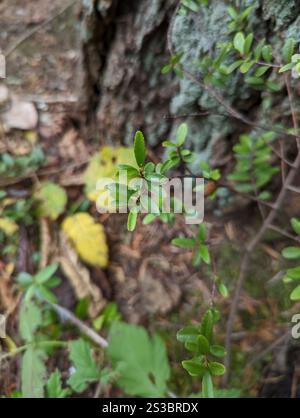 Oregon Boxwood (Paxistima myrsinites Stock Photo - Alamy