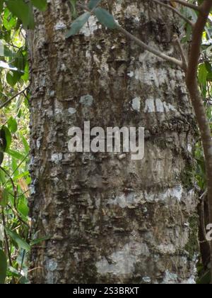 Red Angico (Anadenanthera colubrina Stock Photo - Alamy