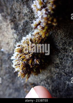 Papillose Bloom Moss (Schistidium papillosum Stock Photo - Alamy