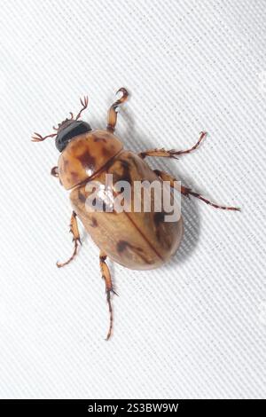 Masked Chafers (Cyclocephala Stock Photo - Alamy