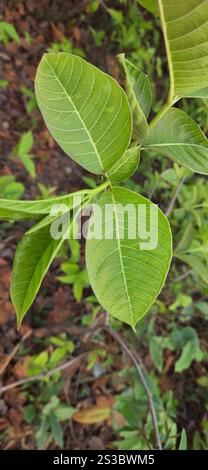 indrajao (Holarrhena pubescens Stock Photo - Alamy