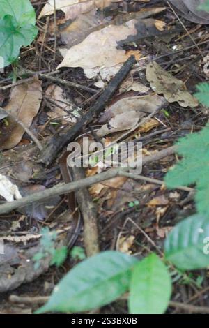 Adorned Graceful Brown Snake (Rhadinaea decorata), Costa Rica Stock ...