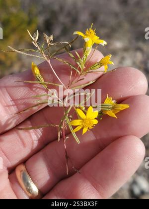 Chinchweed (Pectis papposa Stock Photo - Alamy