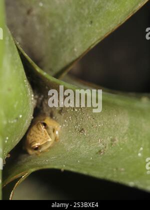 Dwarf Tree Frog (Dendropsophus nanus Stock Photo - Alamy