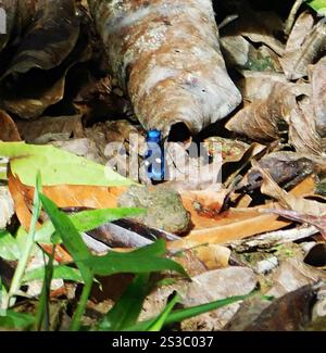 Central American Montane Tiger Beetle (Pseudoxycheila tarsalis Stock ...