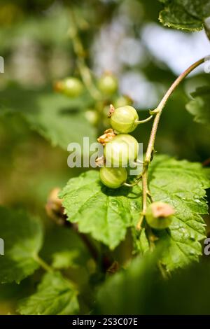 Closeup shot of unripe grapes on the vines Stock Photo - Alamy