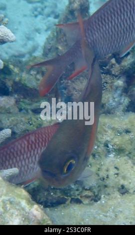 Copper Sweeper (Pempheris oualensis Stock Photo - Alamy