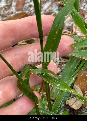 Thin Paspalum (Paspalum setaceum Stock Photo - Alamy
