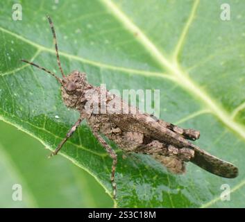 Carinate Locust (Trilophidia annulata Stock Photo - Alamy