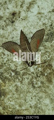 Coprosma Hawk Moth (Hippotion scrofa Stock Photo - Alamy
