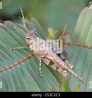 Carinate Locust (Trilophidia annulata Stock Photo - Alamy
