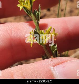 curved rice-flower (Pimelea curviflora Stock Photo - Alamy
