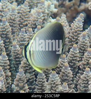 Eastern triangle butterflyfish, Chaetodon baronessa, Sulawesi Indonesia ...