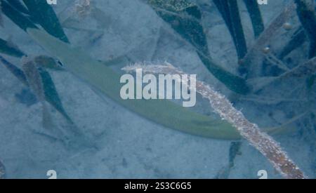 Striped Barracuda (Sphyraena obtusata Stock Photo - Alamy