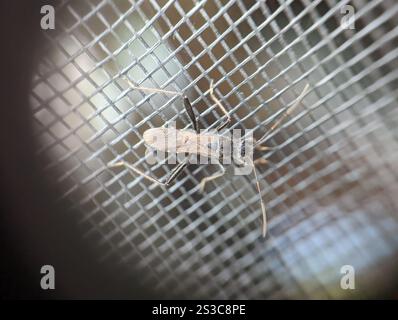 Black Fuzzy Broad-headed Bug (Alydus eurinus Stock Photo - Alamy