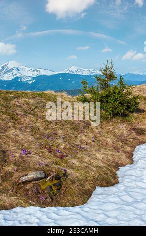 early spring blooming meadow with crocus in Sella di Rioda, Alps, Italy Stock Photo - Alamy