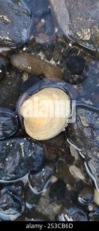 New Zealand Cockle (Austrovenus stutchburyi Stock Photo - Alamy