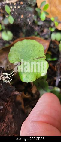 (Corybas trilobus aggregate Stock Photo - Alamy
