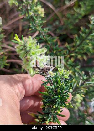 Largeflower False Rosemary (Conradina grandiflora Stock Photo - Alamy