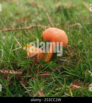 Orange Milkcap (Lactarius aurantiacus Stock Photo - Alamy