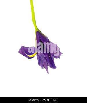 beautiful iris flower isolated on white Stock Photo - Alamy