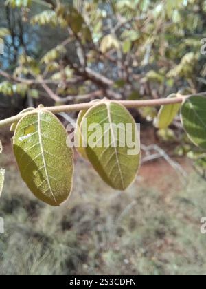Live Long (Lannea discolor Stock Photo - Alamy