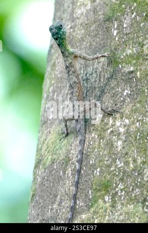 Sulawesi lined gliding lizard (Draco spilonotus) from Tangkoko National ...