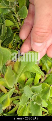 trailing African daisy (Dimorphotheca fruticosa) Plantae Stock Photo ...