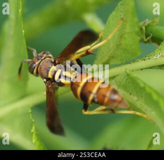 Caribbean Paper Wasp (Polistes crinitus Stock Photo - Alamy